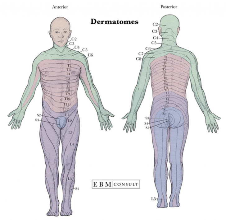 Anatomy Dermatomes Full Body Anterior Posterior Image Intended For | Adams Printable Map