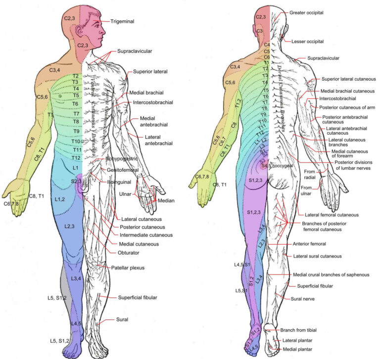 Dermatomes Definition Dermatome Levels Clinical Significance | Adams ...