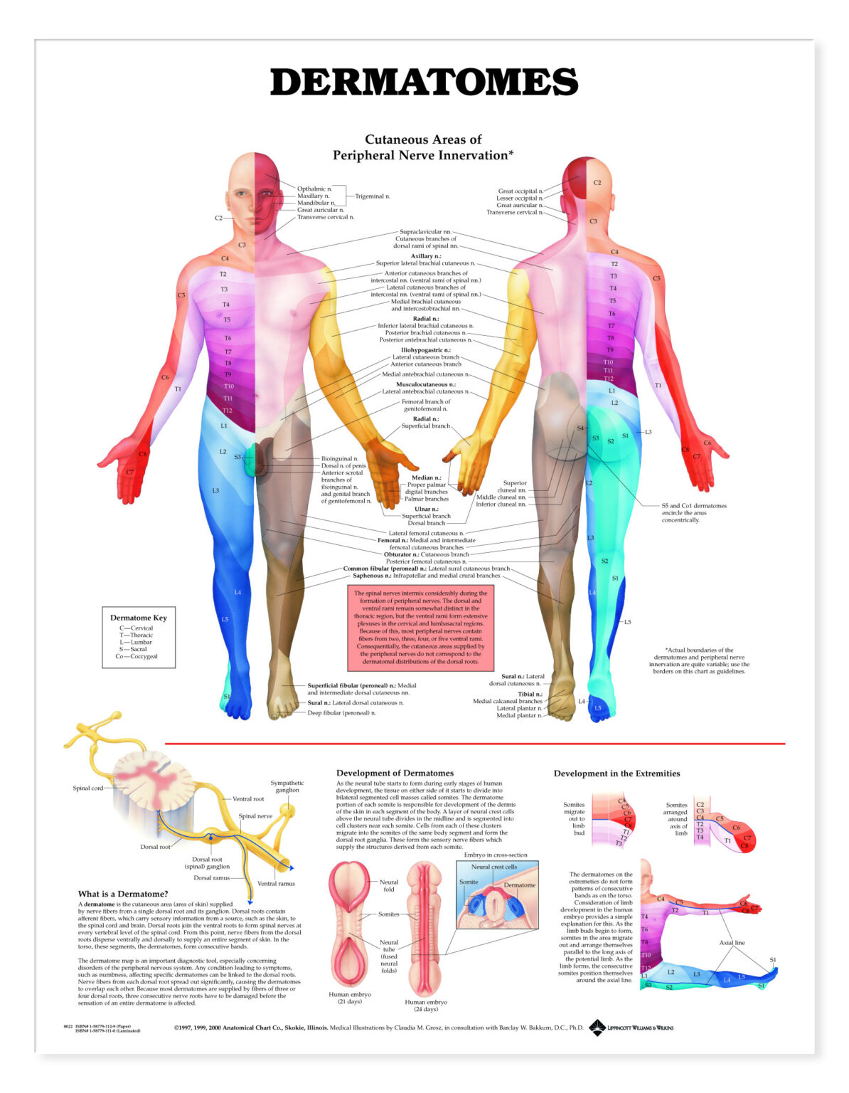 Dermatomes Charts 1954 | Adams Printable Map