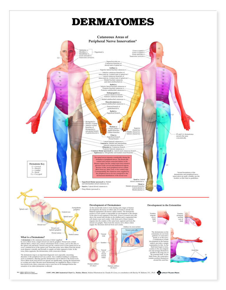 Dermatomes Charts 1954 | Adams Printable Map