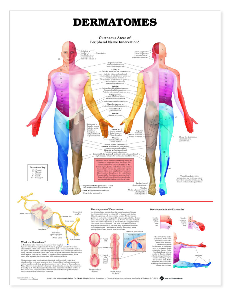 Dermatomes Charts 1954 | Adams Printable Map